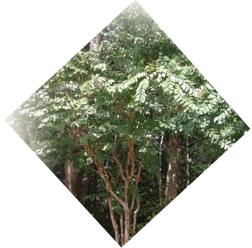 Community Standards – West River Place Homeowners Association